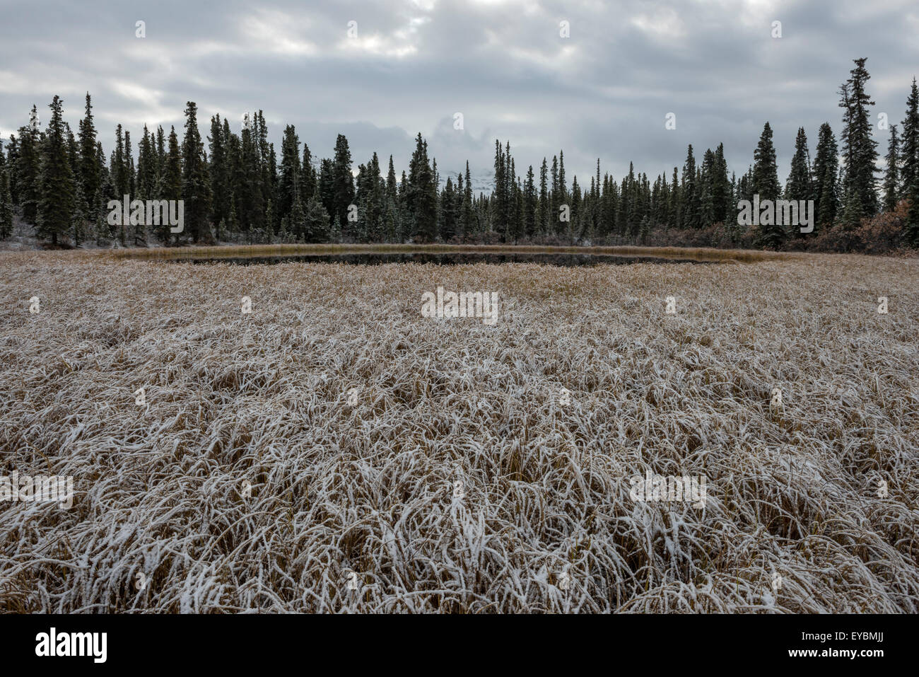 Frozen Landscape at Denali National Park, Alaska Stock Photo - Alamy