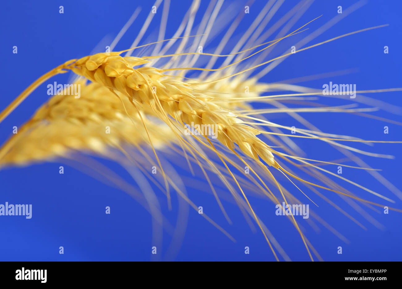 Wheat grains spikelets on hi-res stock photography and images - Alamy