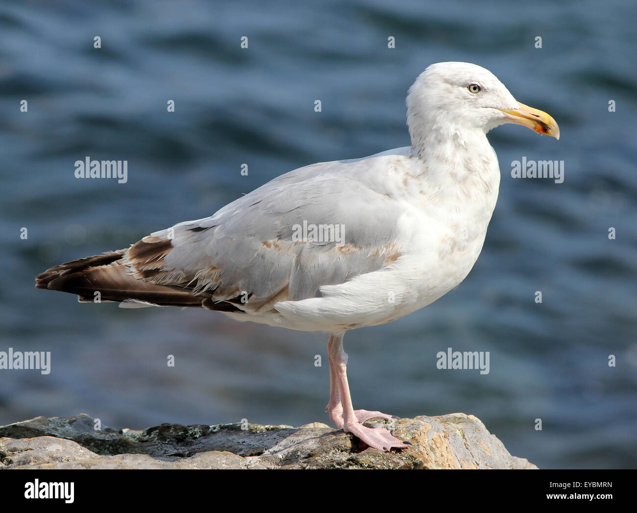 Grey and white seagull on rocks hi-res stock photography and images - Alamy