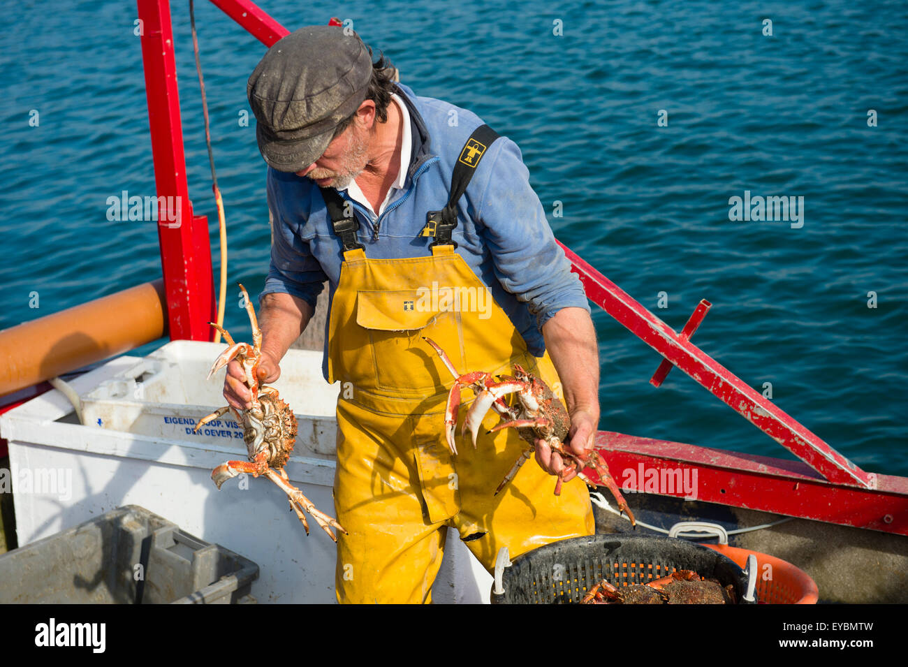 Inshore fishing on Cardigan Bay at Aberdyfi / Aberdovey: a fisherman ...