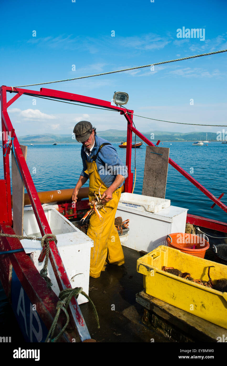 Inshore fishing on Cardigan Bay at Aberdyfi / Aberdovey: a fisherman ...