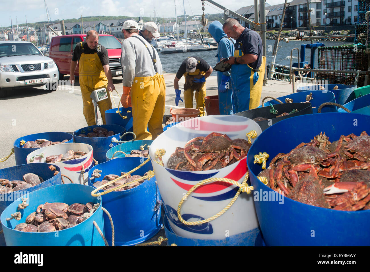 Inshore fishing at Aberystwyth: fishermen having their weekly catch of ...