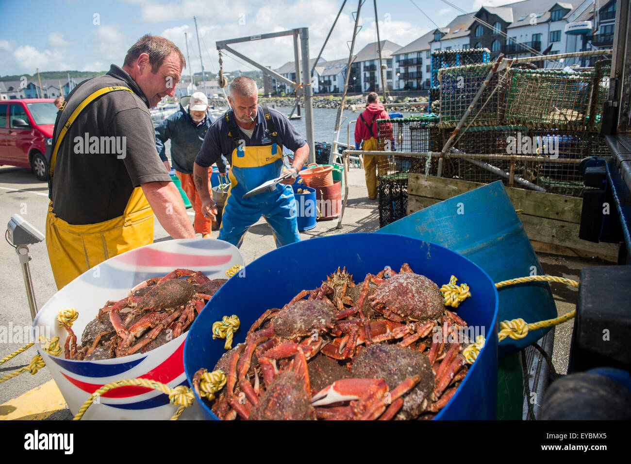 Inshore fishing at Aberystwyth: fishermen having their weekly catch of ...