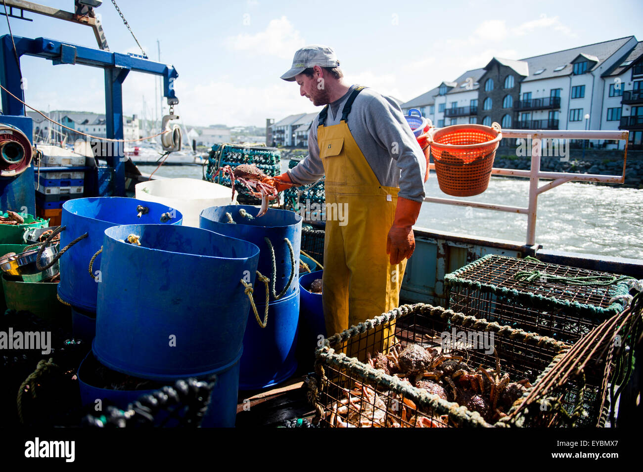 Inshore fishing in Cardigan Bay : Fishermen sorting out the week's ...