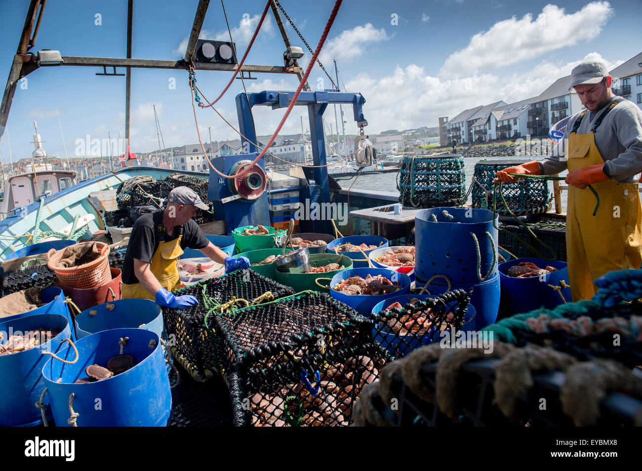 Inshore fishing in Cardigan Bay : Fishermen sorting out the week's ...