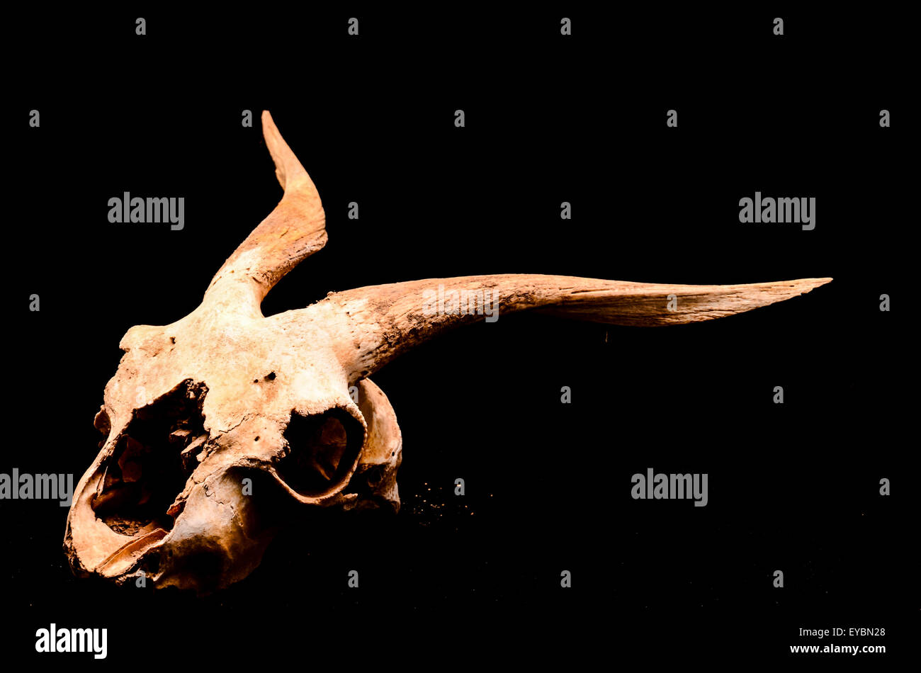 Dry Goat Skull with Big Stock Photo - Alamy