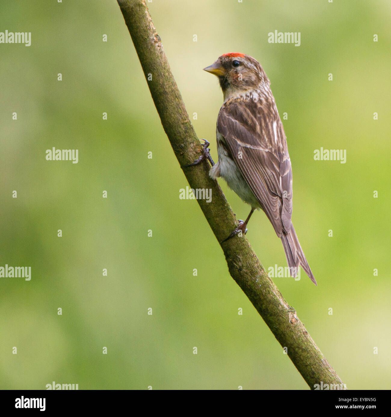 Female lesser redpoll hi-res stock photography and images - Alamy