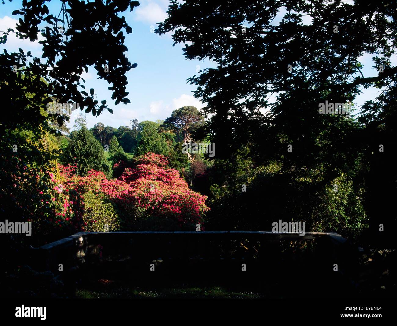 Drenagh, Co Derry, Ireland; Rhododendron And Balustrade Stock Photo - Alamy