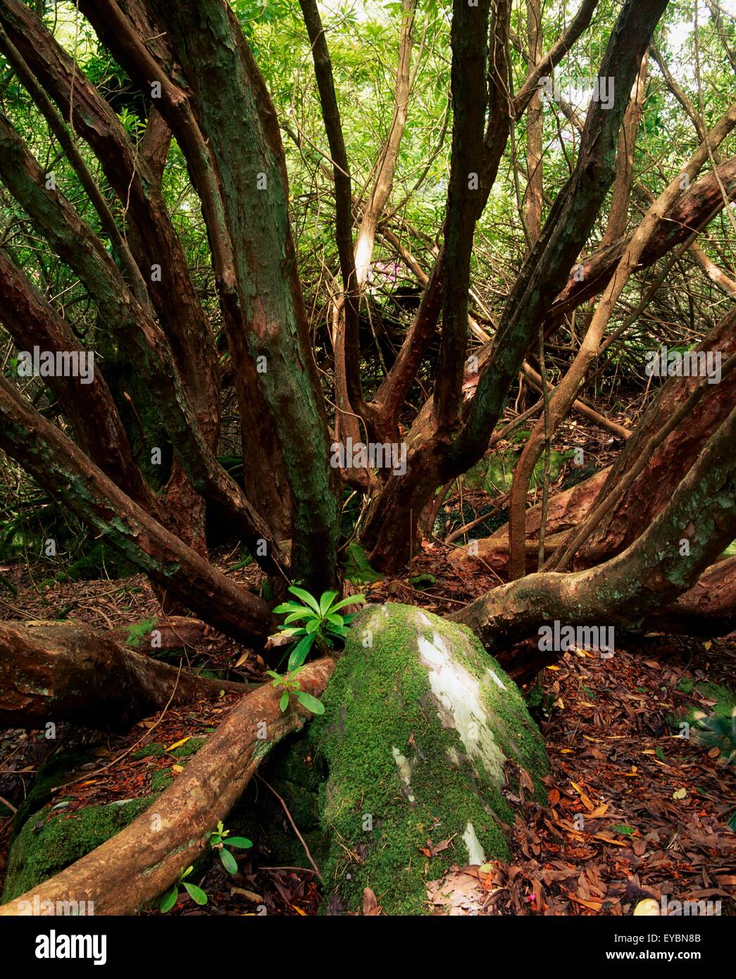 Derreen gardens hi-res stock photography and images - Alamy