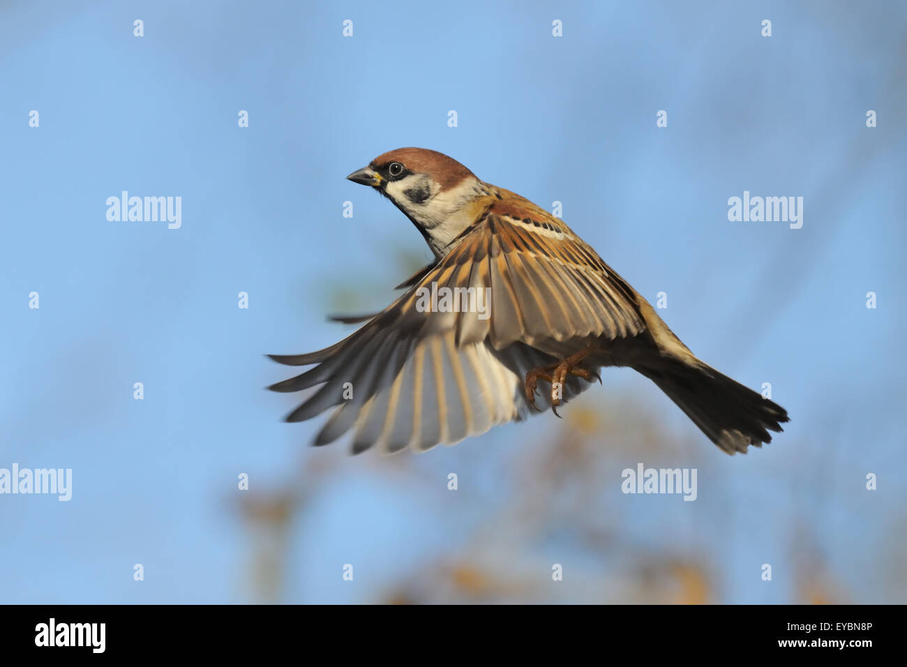 Eurasian sparrows hi-res stock photography and images - Alamy