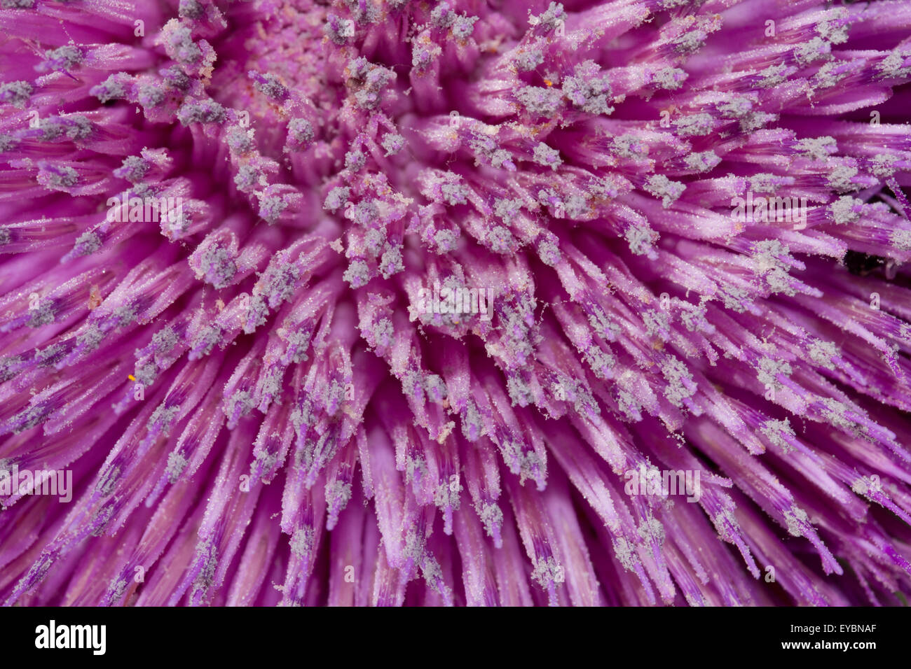 Macro details of an Asteraceae purple thistle head full of pollen ...