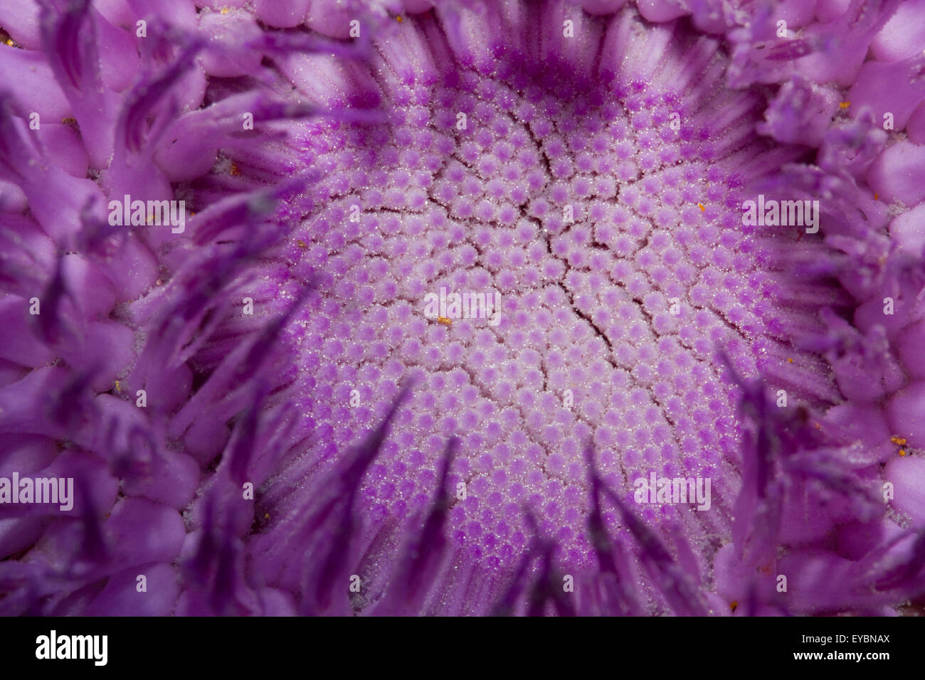 Macro details of an Asteraceae thistle cells full of pollen Stock Photo ...
