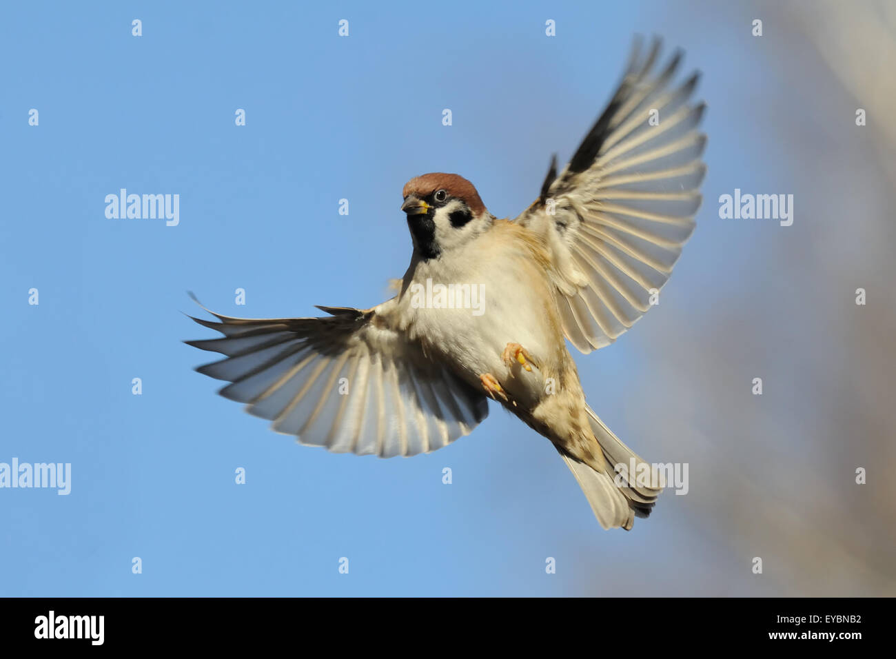 Flying Eurasian Tree Sparrow in autumn Stock Photo - Alamy