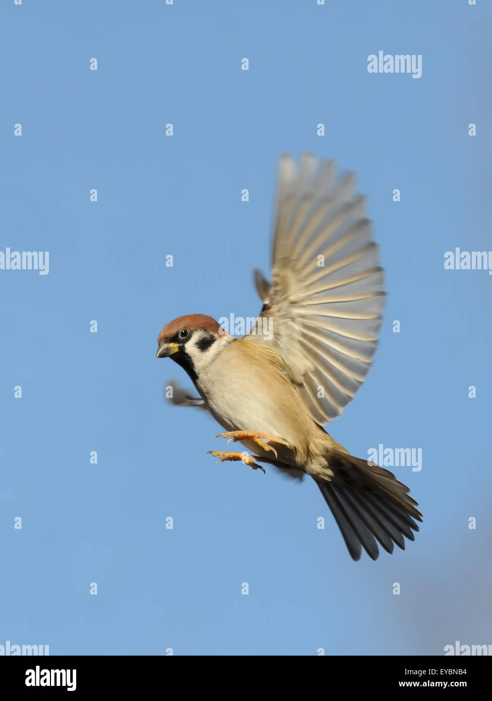Flying Eurasian Tree Sparrow in autumn Stock Photo - Alamy