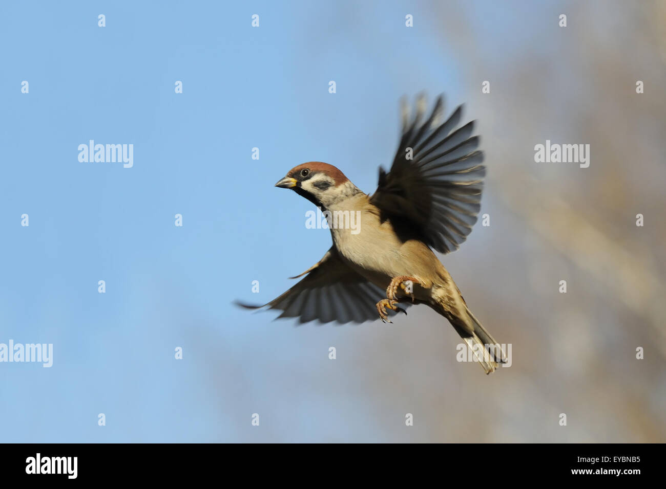 Flying Eurasian Tree Sparrow in autumn Stock Photo - Alamy