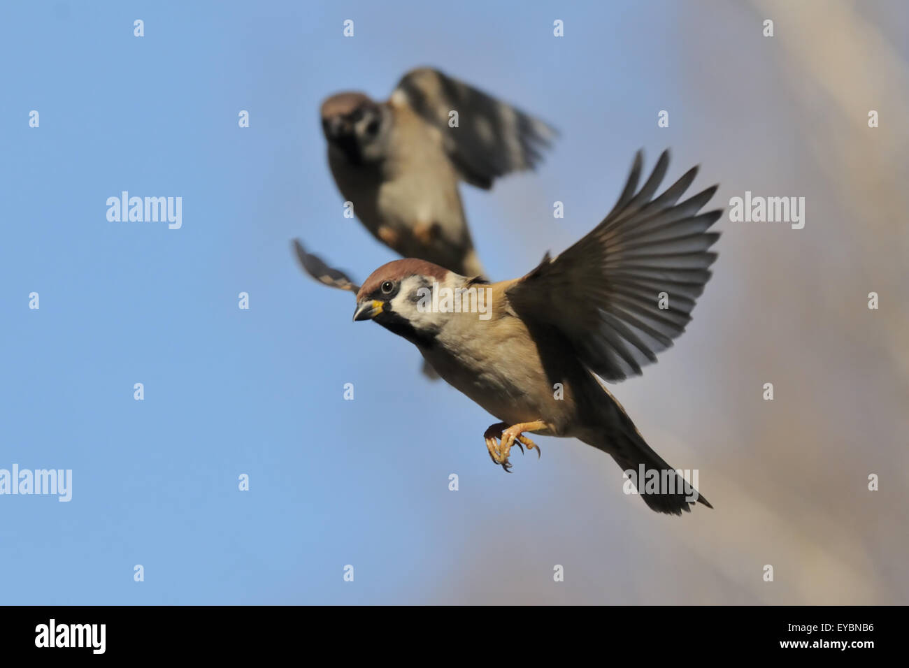 Two flying Eurasian Tree Sparrows in autumn Stock Photo - Alamy
