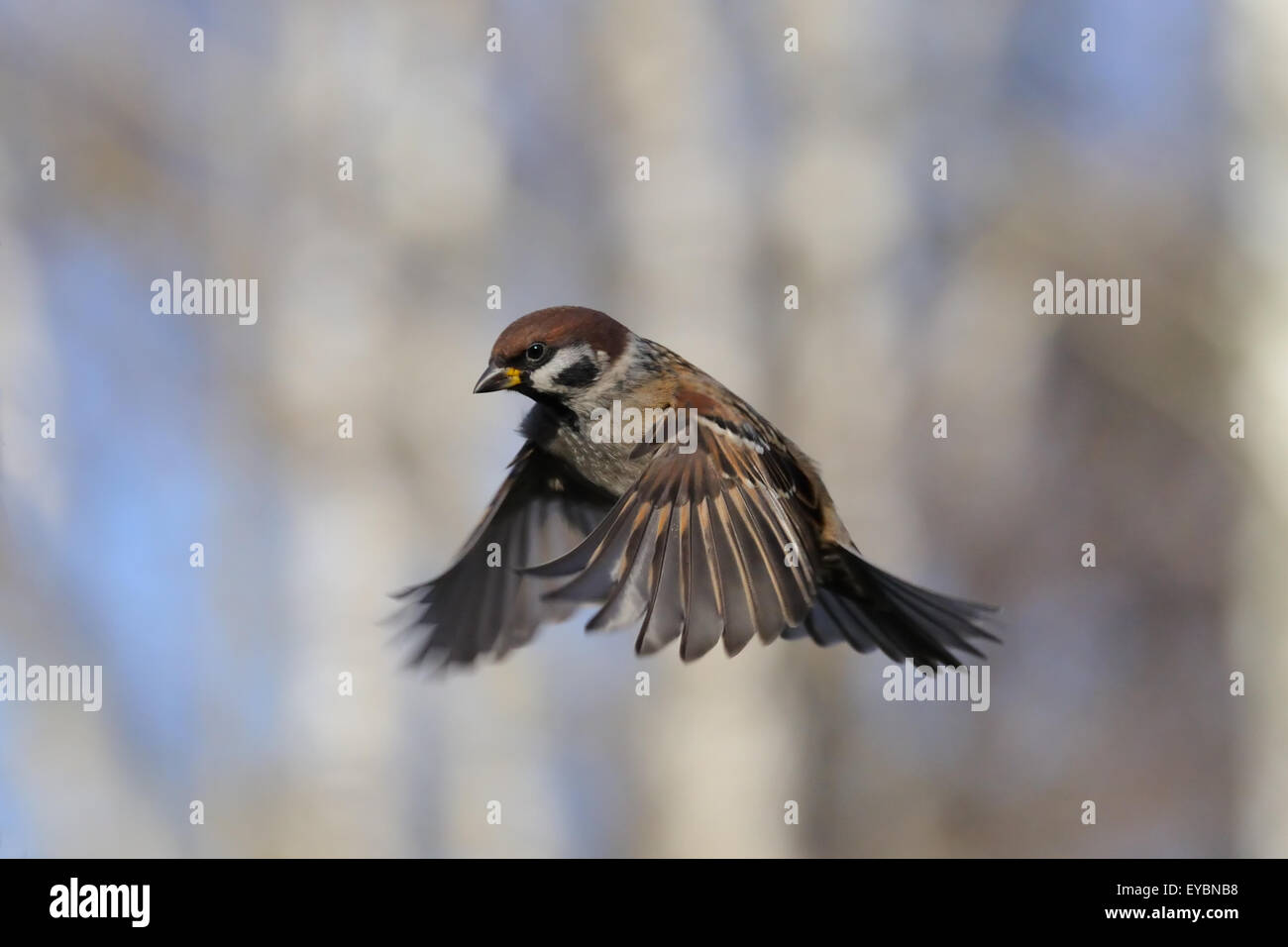 Flying birds cut out hi-res stock photography and images - Alamy