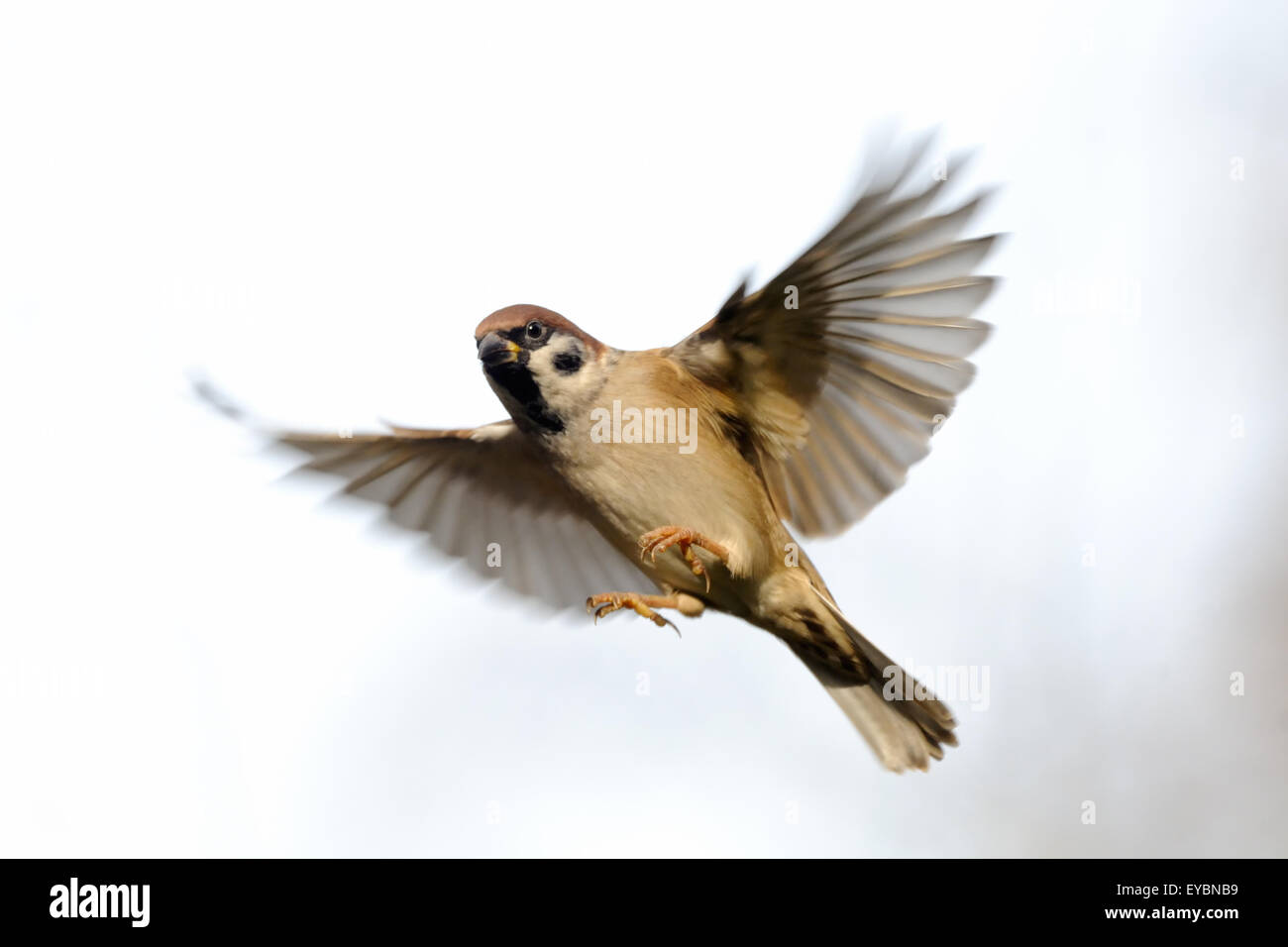 Flying Eurasian Tree Sparrow in autumn Stock Photo - Alamy