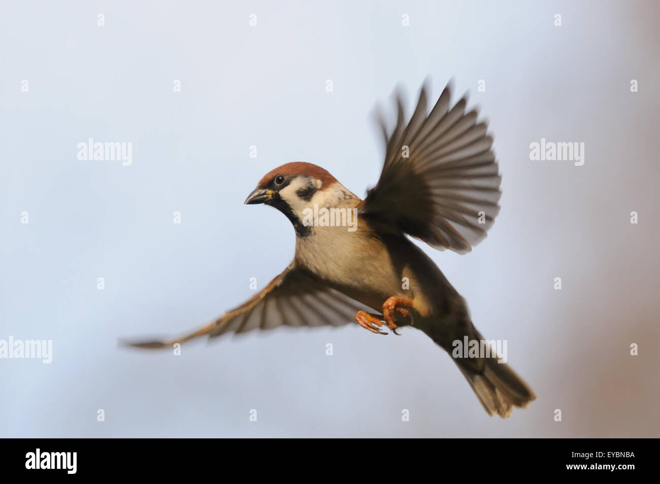 Flying birds cut out hi-res stock photography and images - Alamy