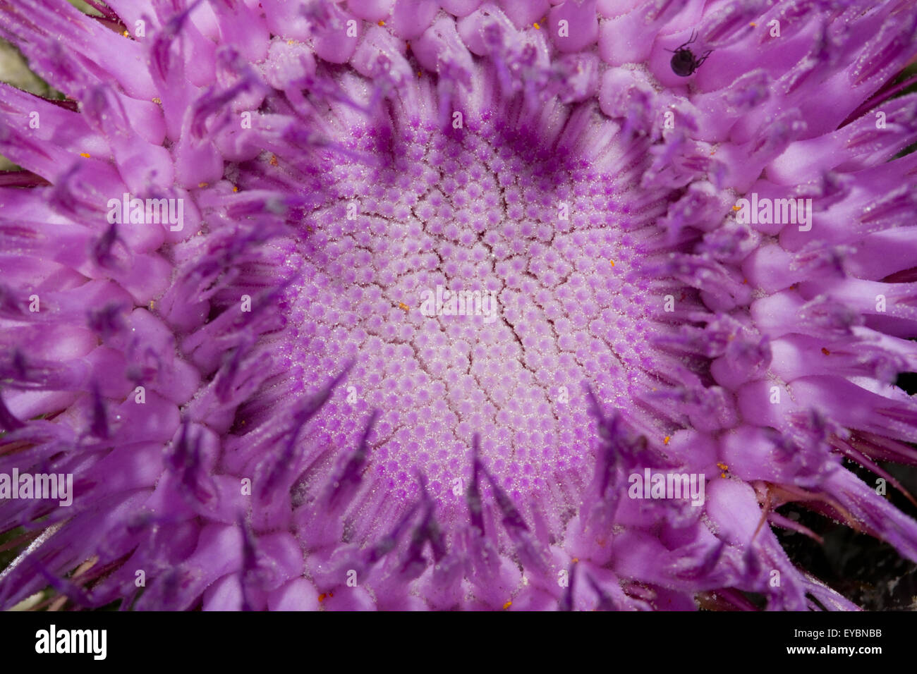 Macro details of a spiny Asteraceae thistle head full of pollen Stock ...