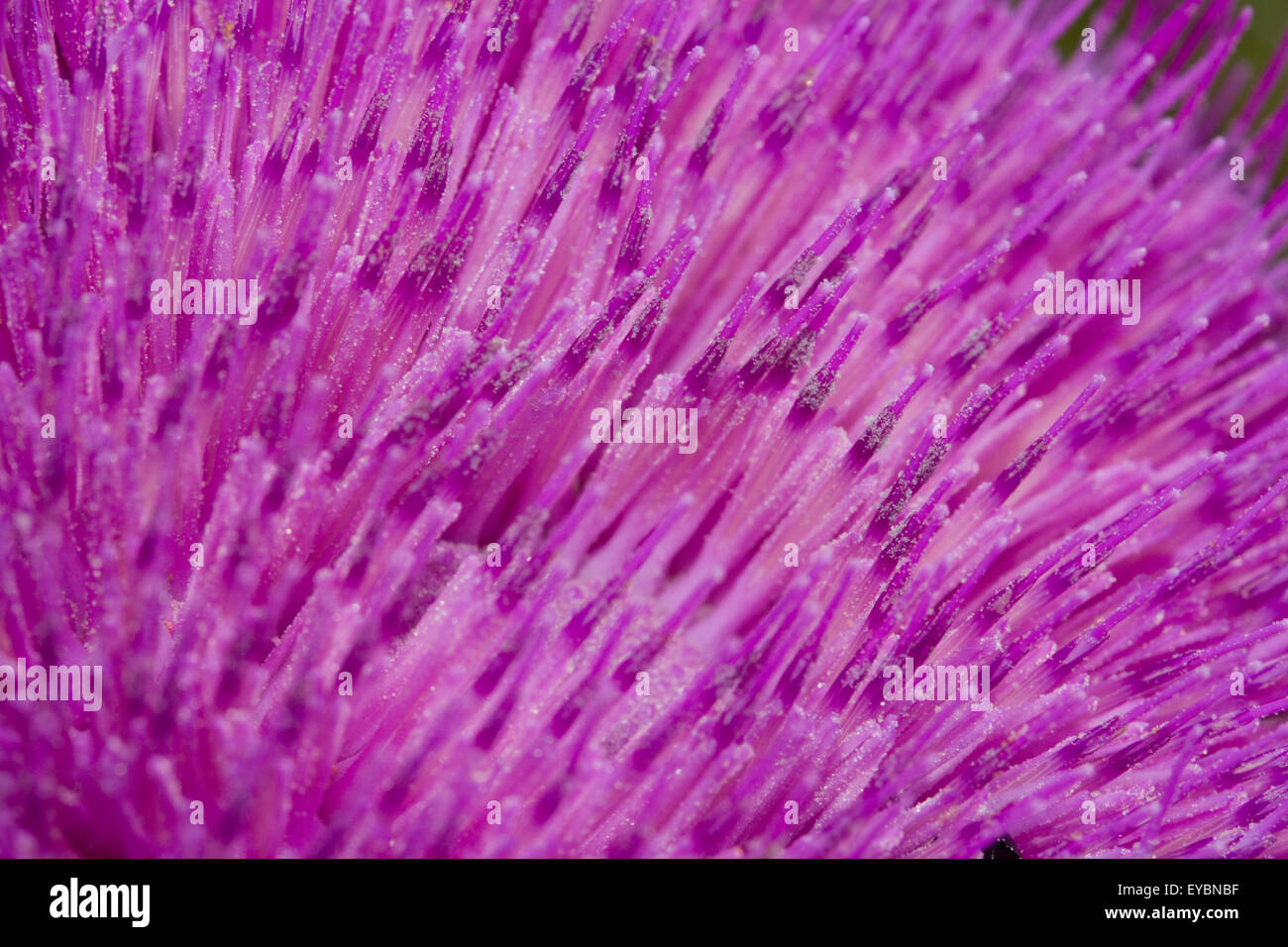 Macro details of a purple Asteraceae thistle thorns full of pollen ...