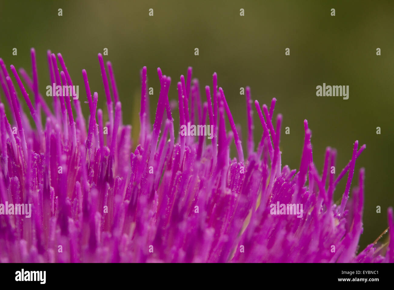 Part of a purple Asteraceae thistle head with green background Stock ...