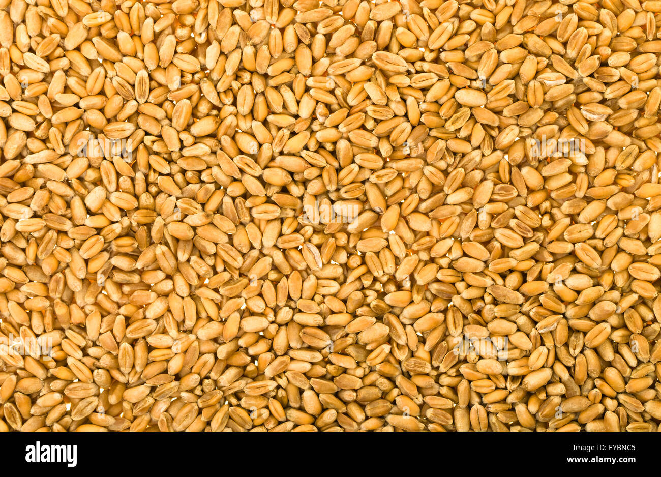 wheat, photographed in close-up Stock Photo - Alamy
