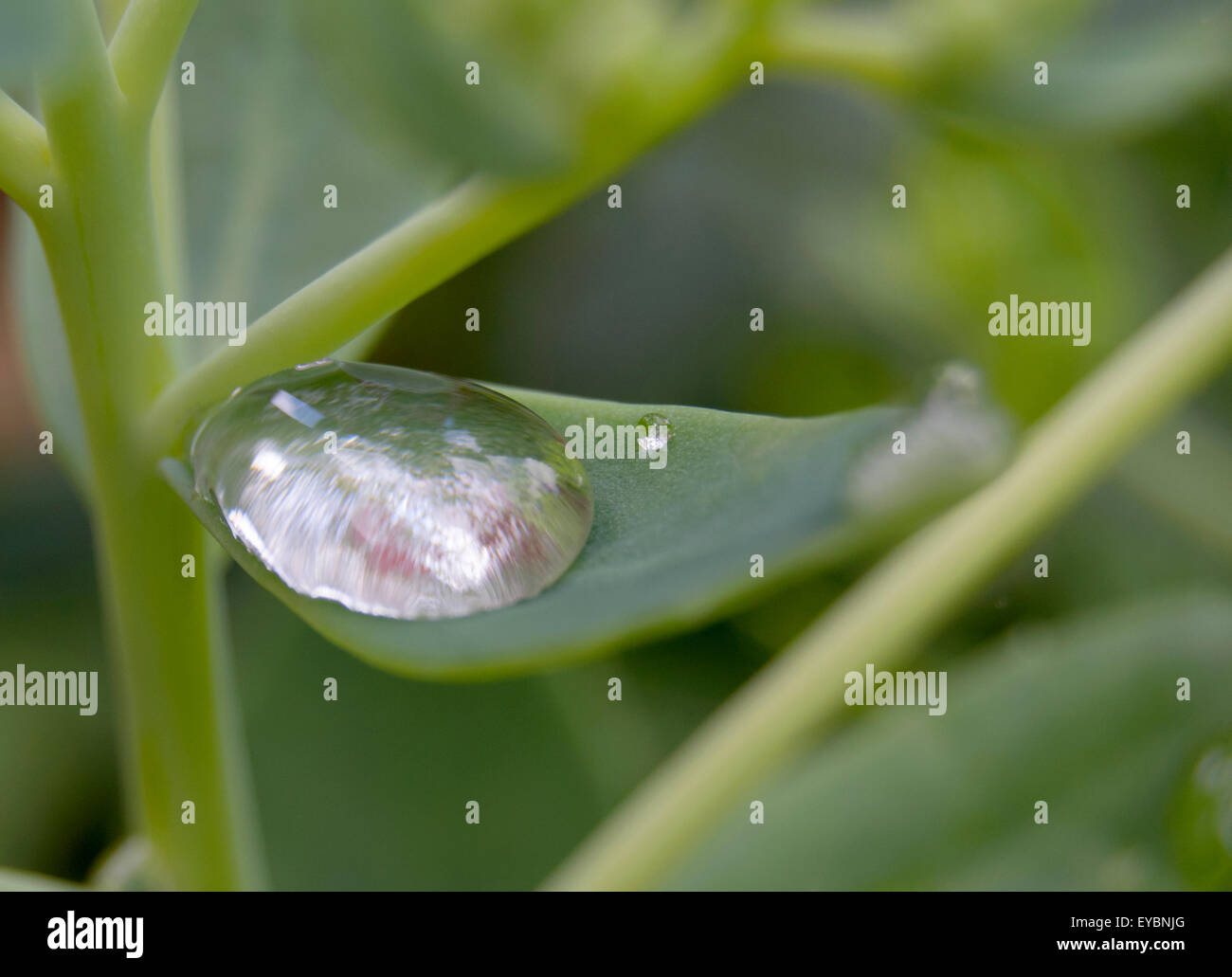 Rain drop on stems hi-res stock photography and images - Alamy