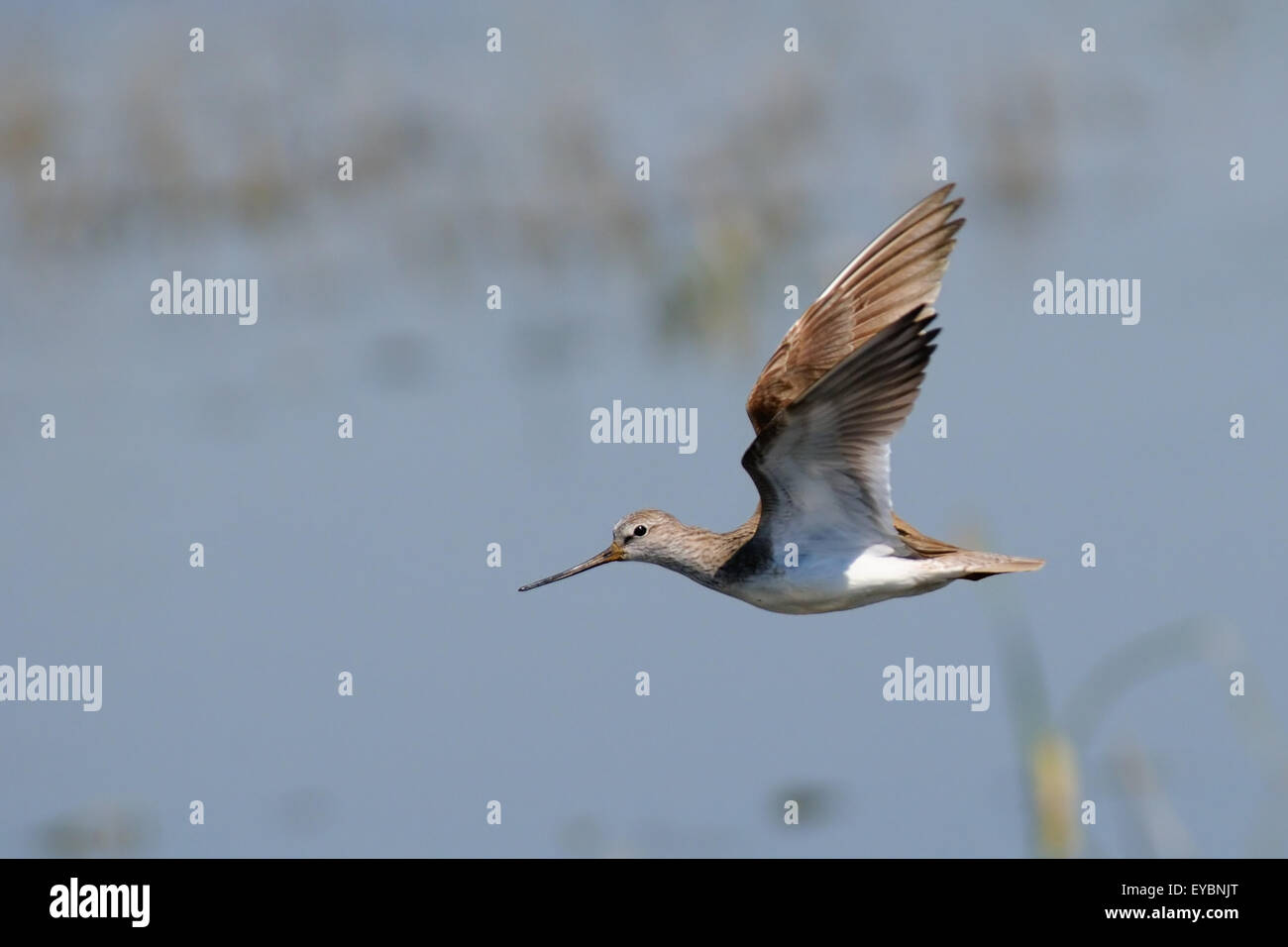 Flying Terek Sandpiper at courtship display rituals Stock Photo - Alamy