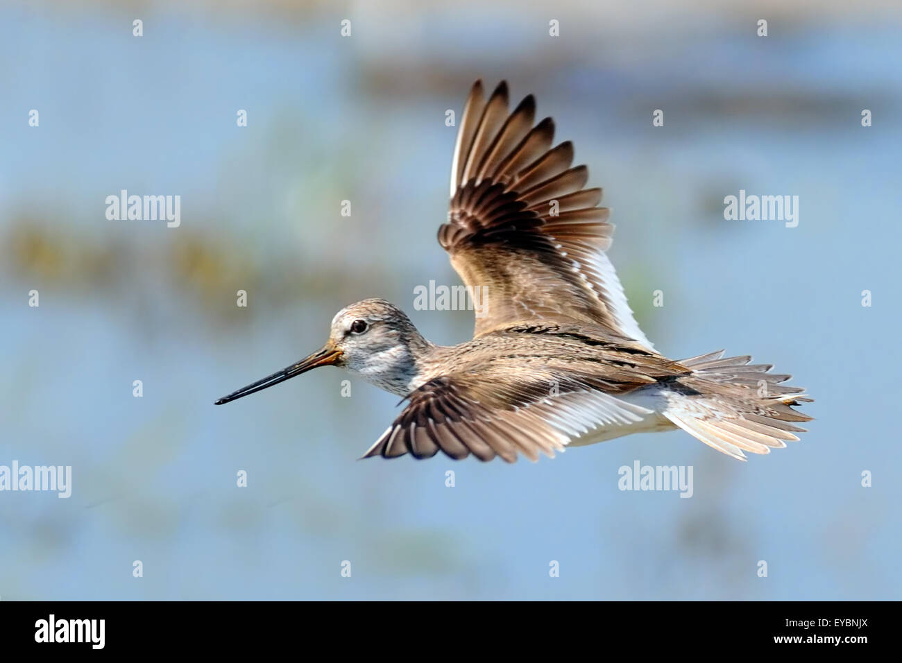 Flying Terek Sandpiper at courtship display rituals Stock Photo - Alamy