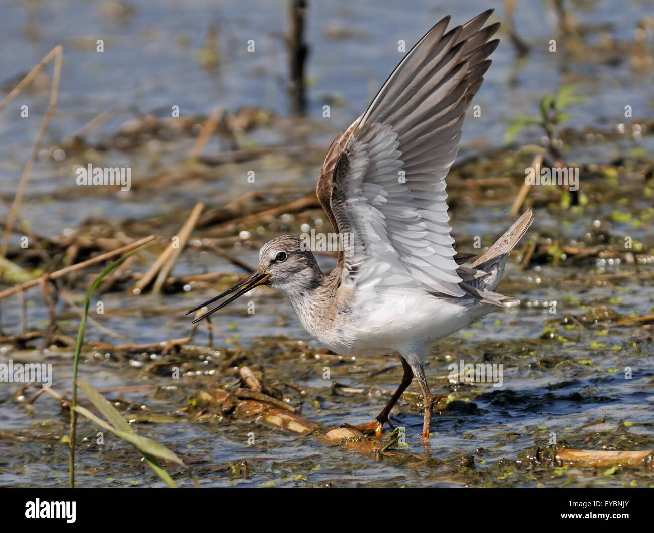Male Terek Sandpiper at the spring lek Stock Photo - Alamy