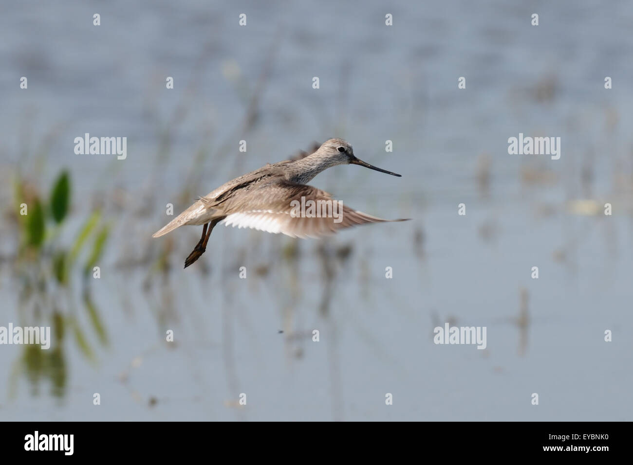 Flying Terek Sandpiper at courtship display rituals Stock Photo - Alamy