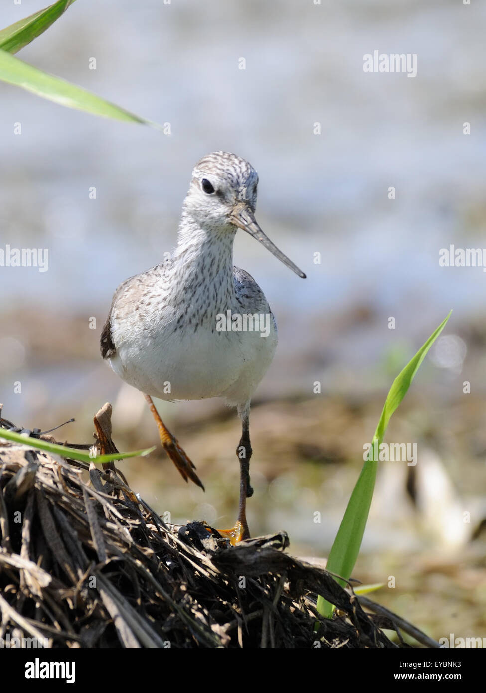 Male Terek Sandpiper at the spring lek Stock Photo - Alamy