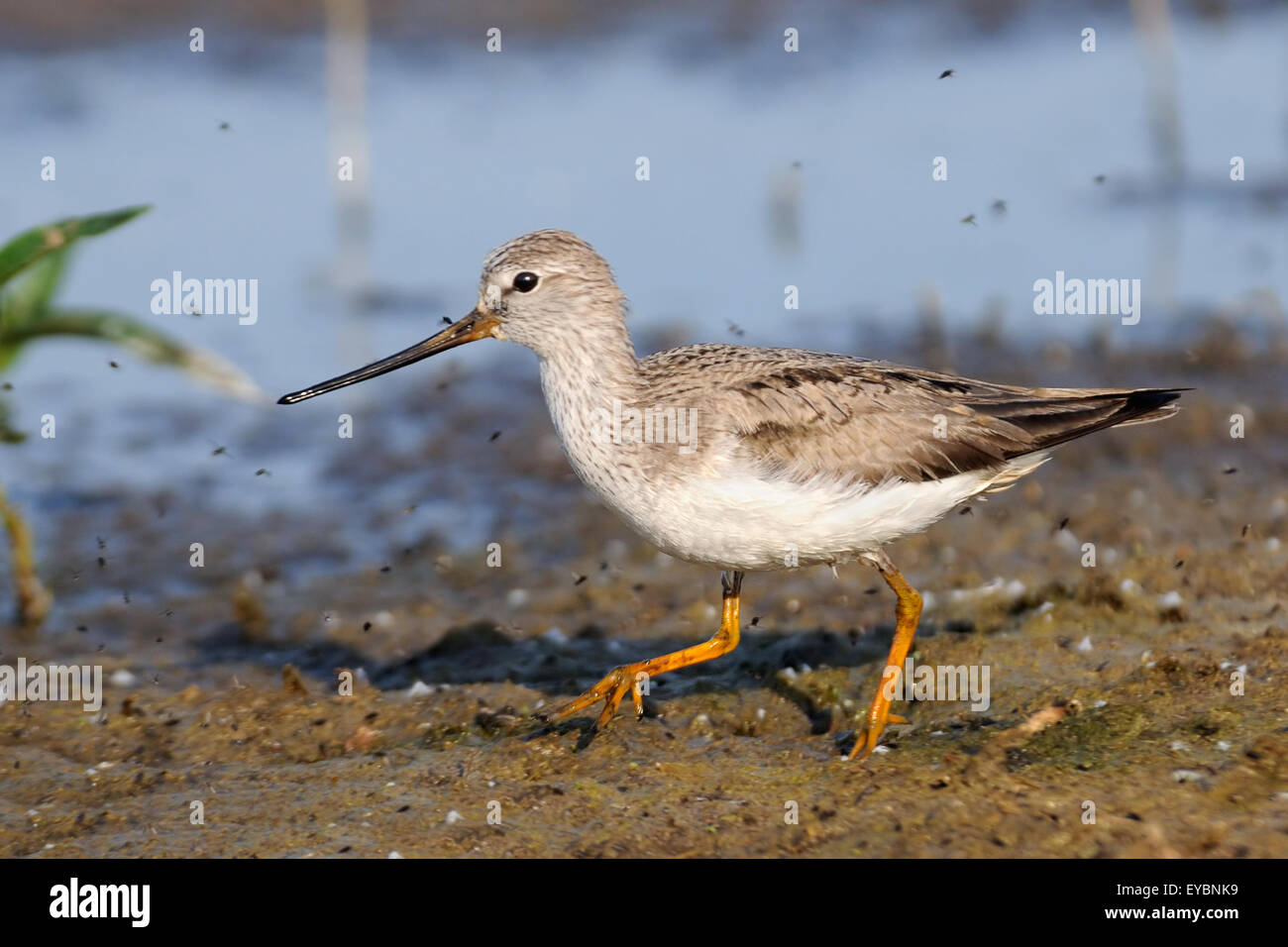 Wader bird sandpiper hi-res stock photography and images - Alamy