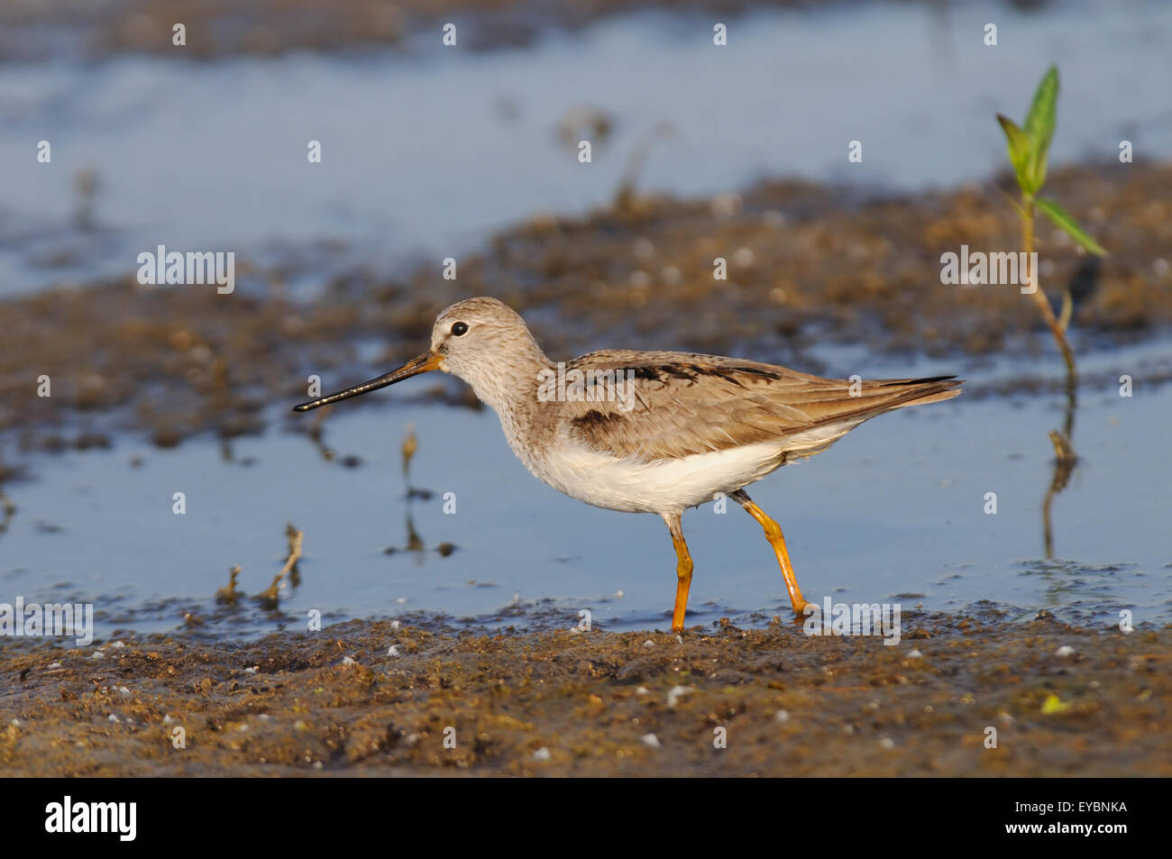 Wader bird sandpiper hi-res stock photography and images - Alamy