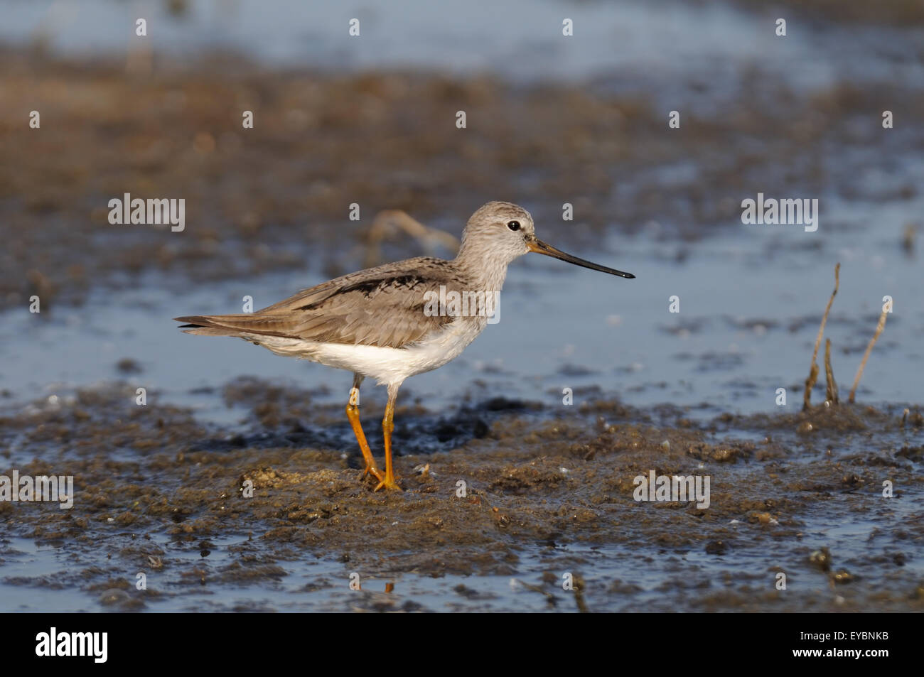 Male Terek Sandpiper at the spring lek Stock Photo - Alamy