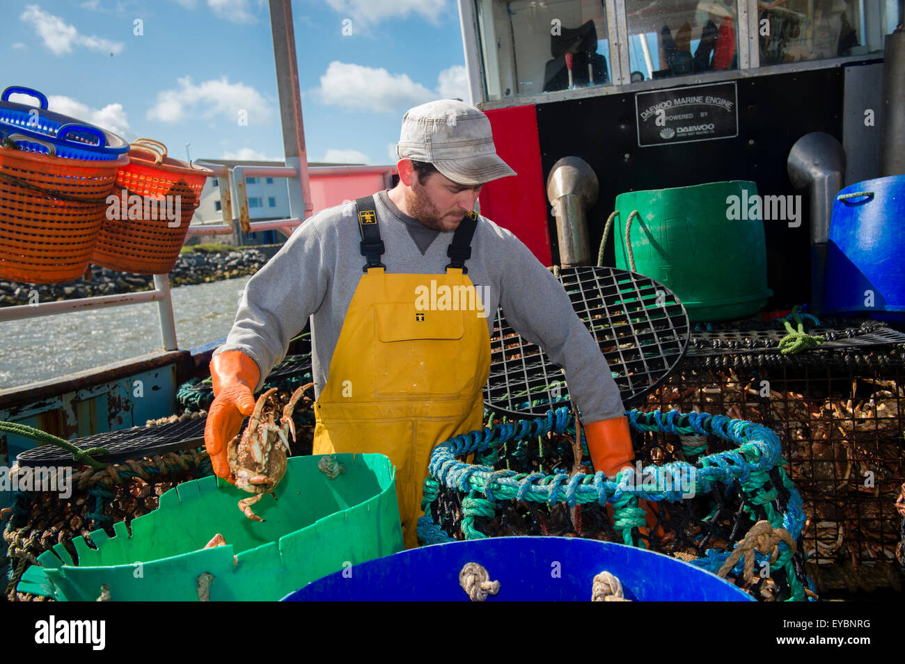 Inshore fishing in Cardigan Bay : Fishermen sorting out the week's ...