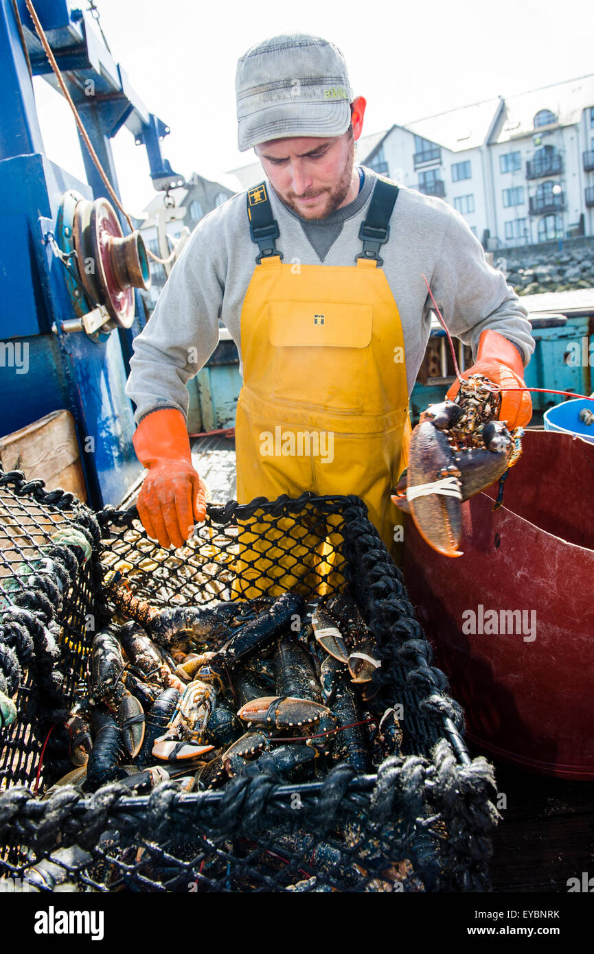 Inshore fishing in Cardigan Bay : Fishermen sorting out the week's ...