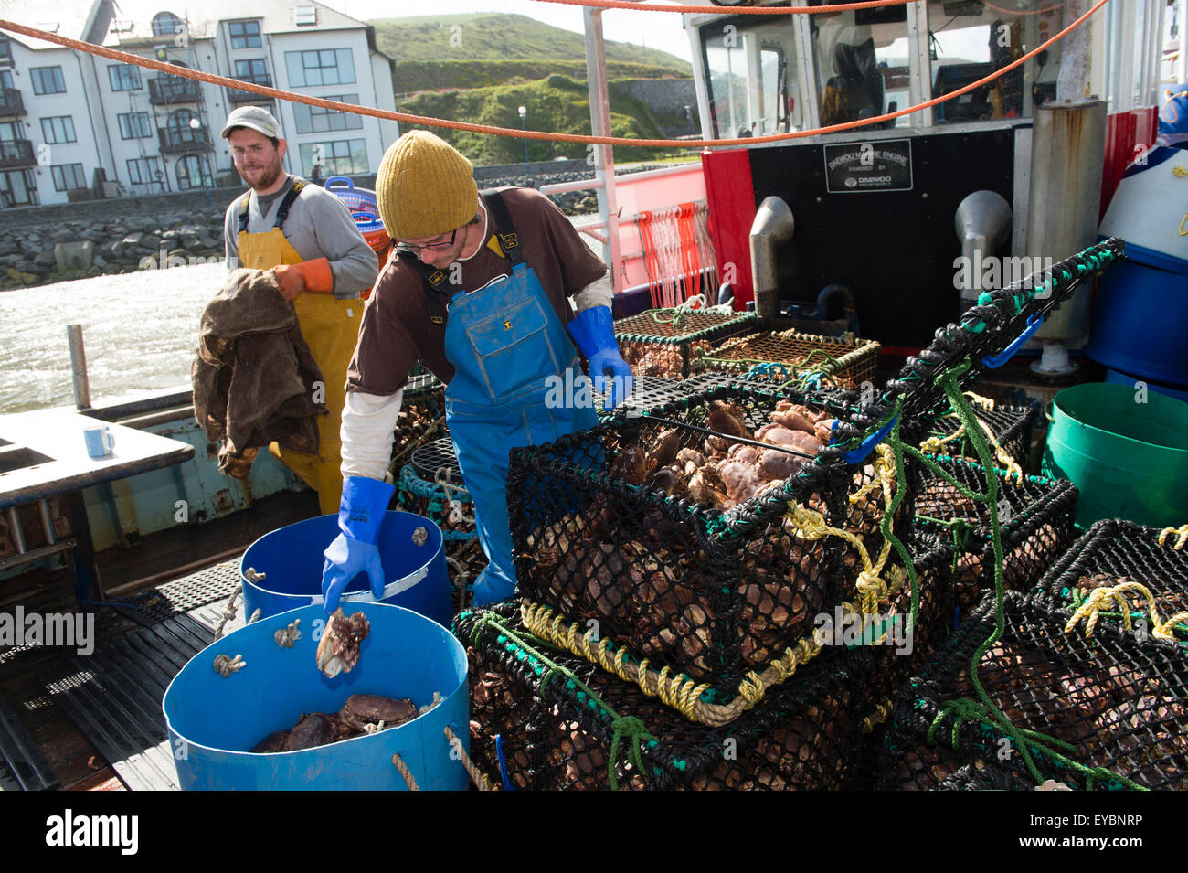 Inshore fishing in Cardigan Bay : Fishermen sorting out the week's ...