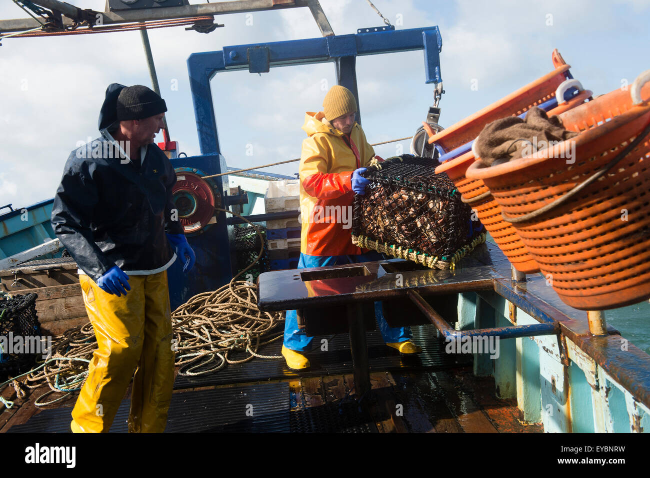 Inshore fishing in Cardigan Bay : Fishermen at work landing the weekly ...