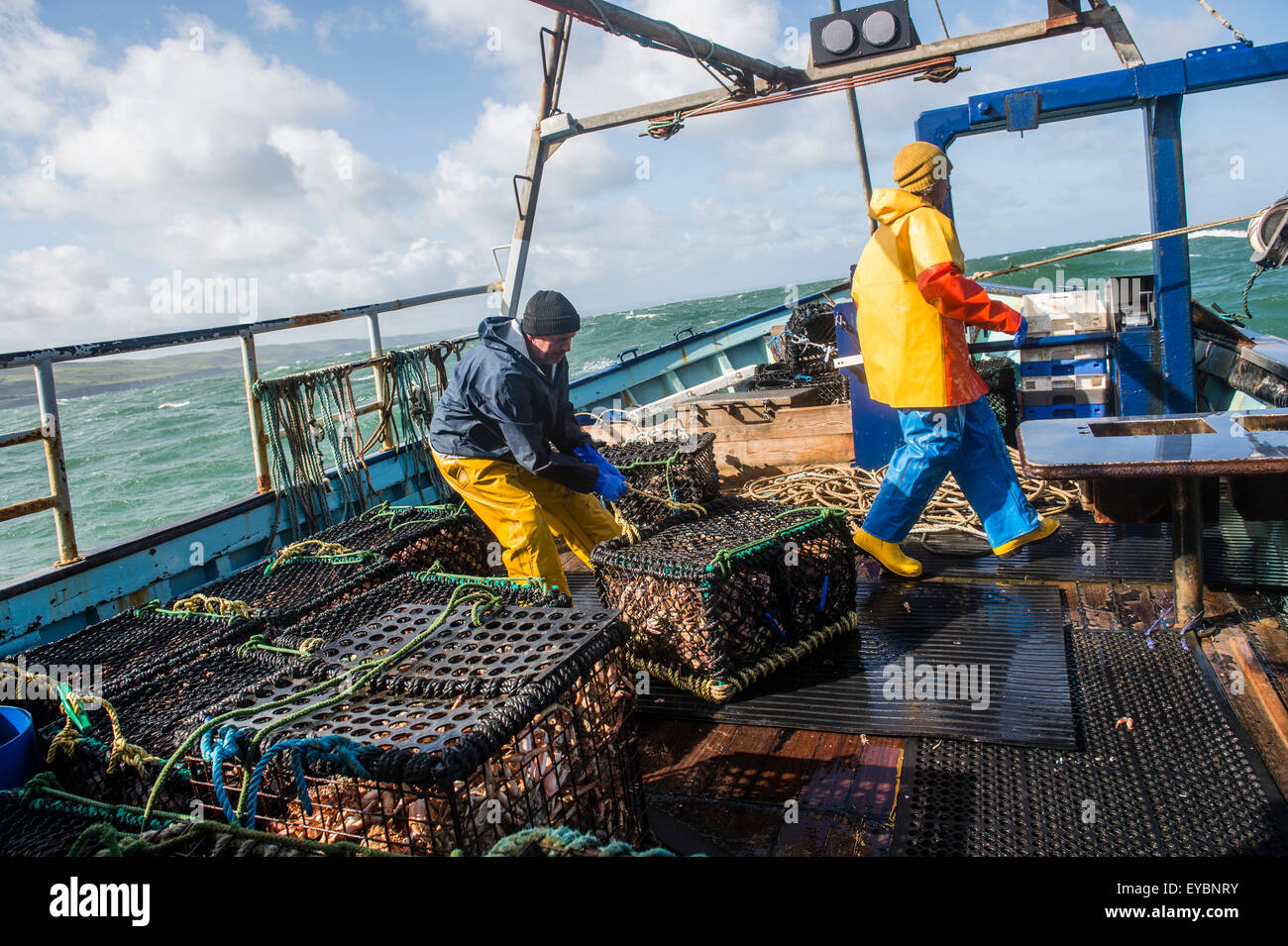 Inshore fishing in Cardigan Bay : Fishermen at work landing the weekly ...