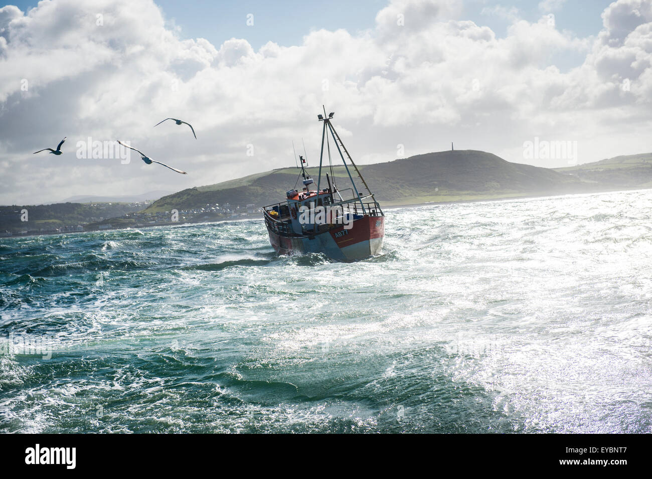 Inshore fishing in Cardigan Bay : a small lobster and crab fishing boat ...