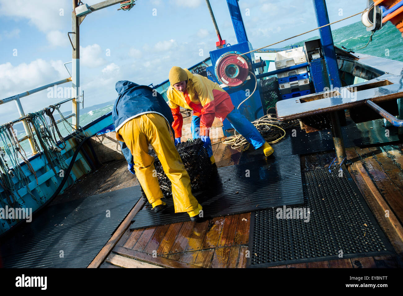 Inshore fishing in Cardigan Bay : Fishermen at work landing the weekly ...