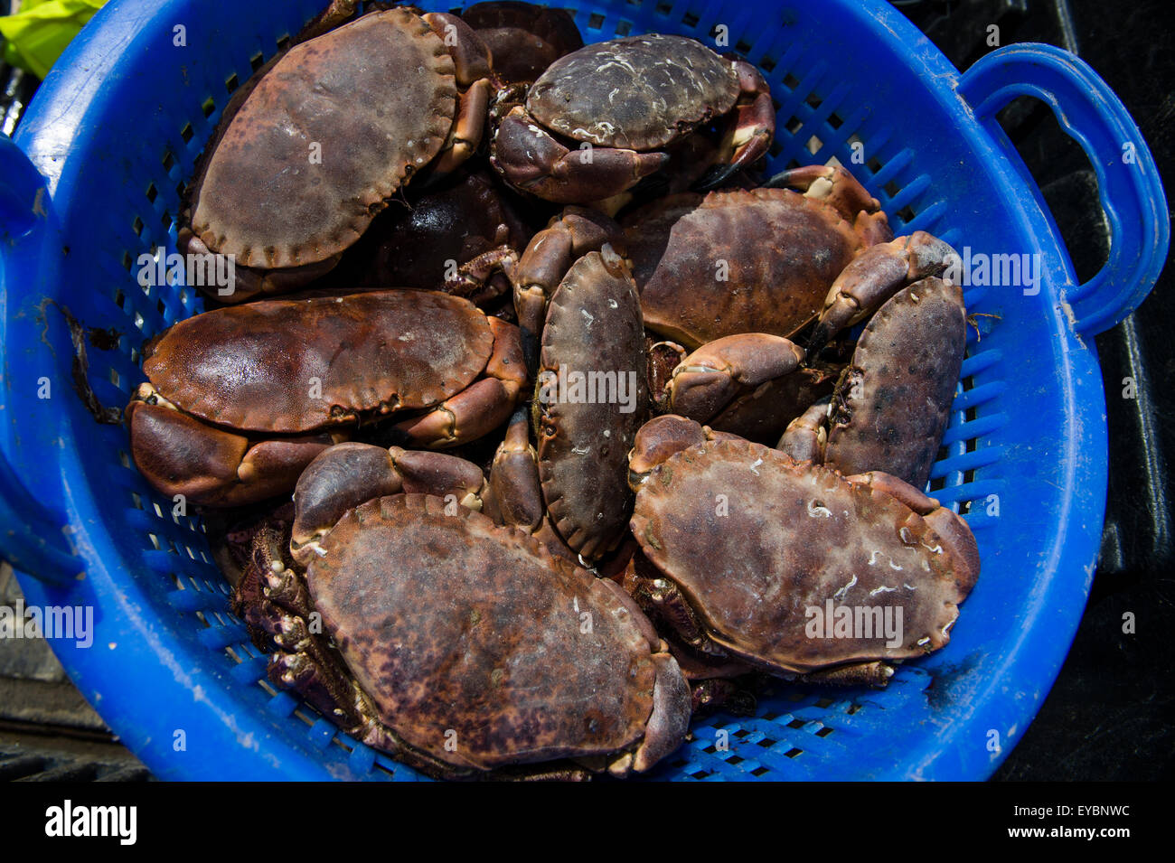 Freshly caught and landed Cardigan Bay brown crabs , Aberystwyth ...