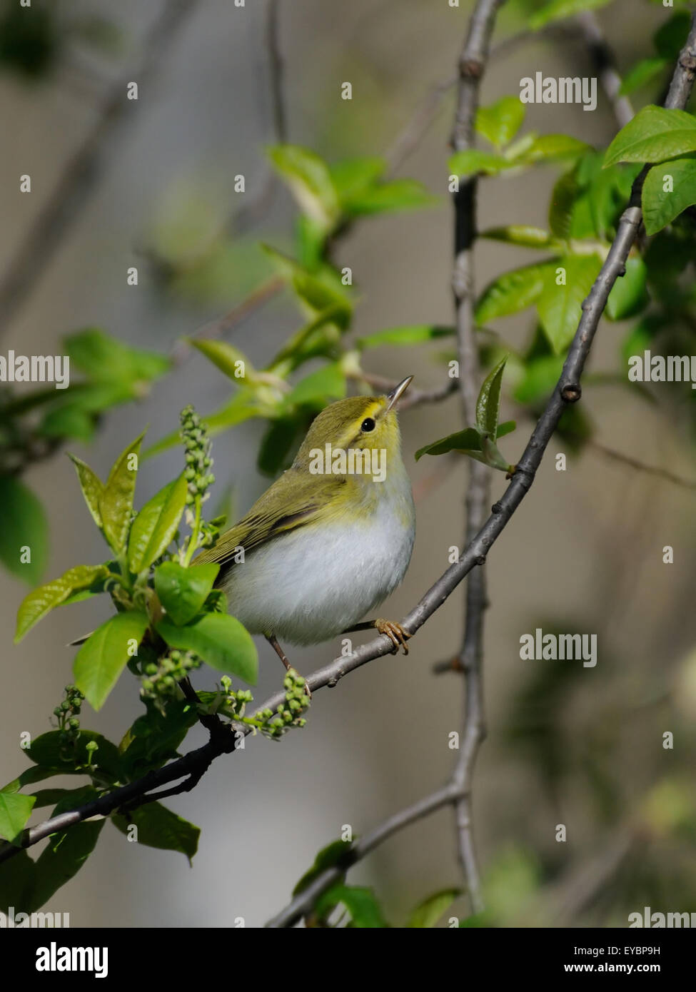 Wood Warbler on bird cherry tree in spring Stock Photo - Alamy