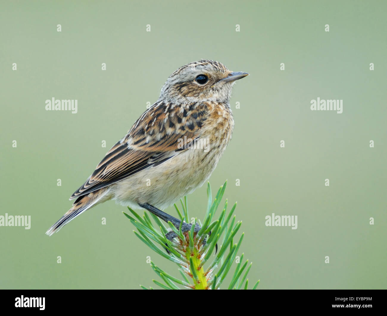 Juvenile Whinchat High Resolution Stock Photography and Images - Alamy