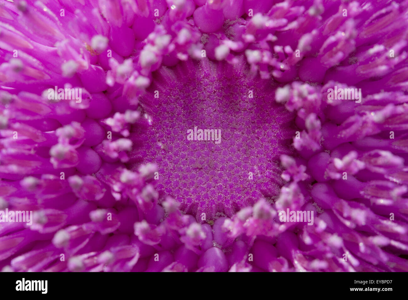 Closeup of a purple Acanthium onopordon thistle cells full of pollen ...