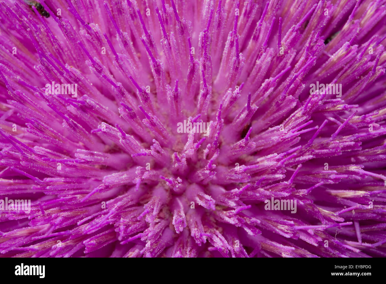 Closeup of a purple Acanthium onopordon thistle head full of pollen ...