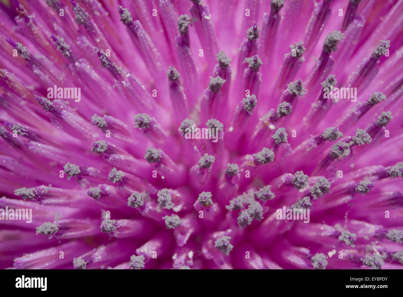 Closeup of a purple Acanthium onopordon thistle head full of pollen ...