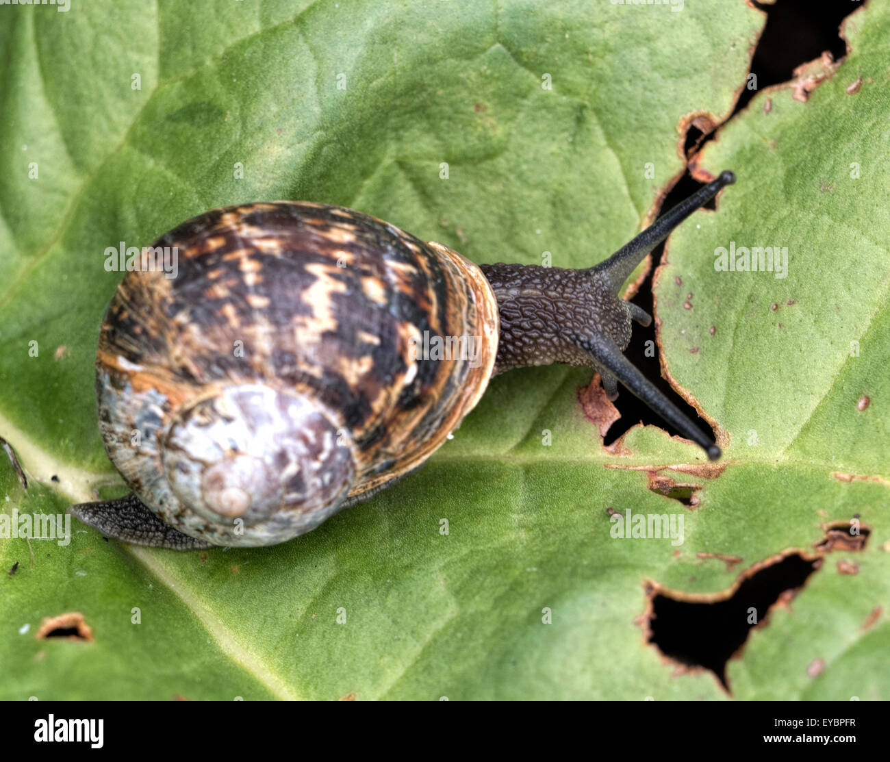 Snail eating leaf hi-res stock photography and images - Alamy